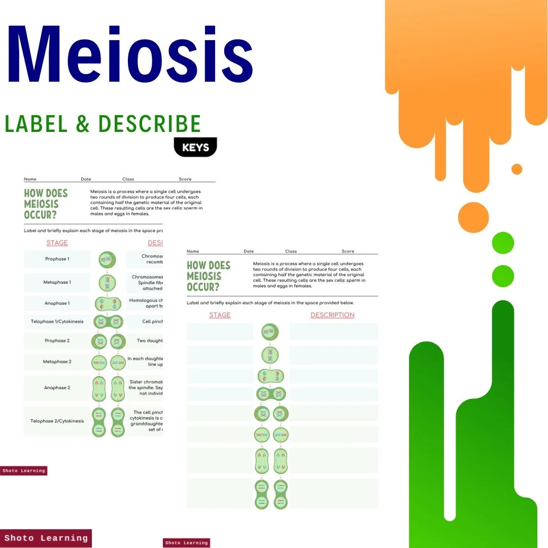 Meiosis Short Questions & Answers Worksheet | 20 Questions PDF