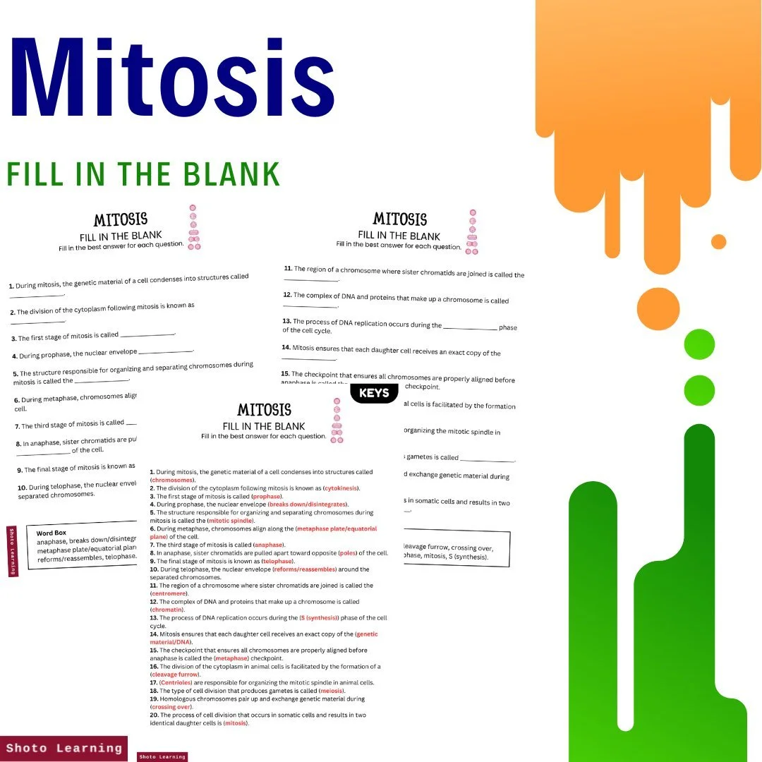 Mitosis Matching Mastery: 3 Engaging Worksheets in PDF