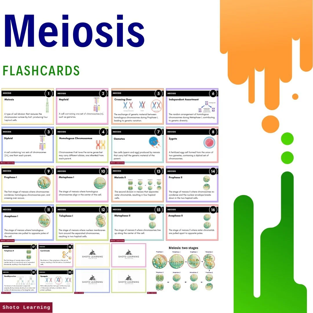 Meiosis Multiple Choice Worksheet | 20 Questions & Answer Key