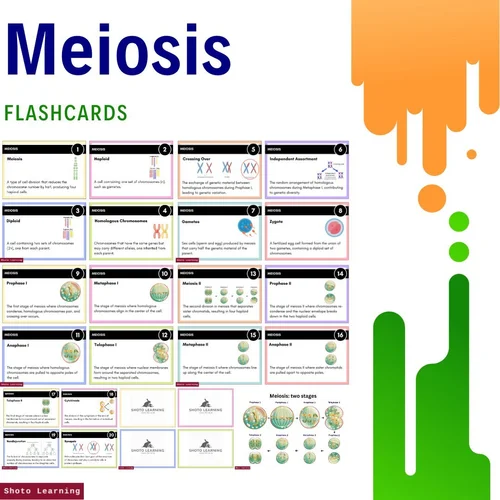 Meiosis Process Poster – Visual Cell Division Guide | PDF Download