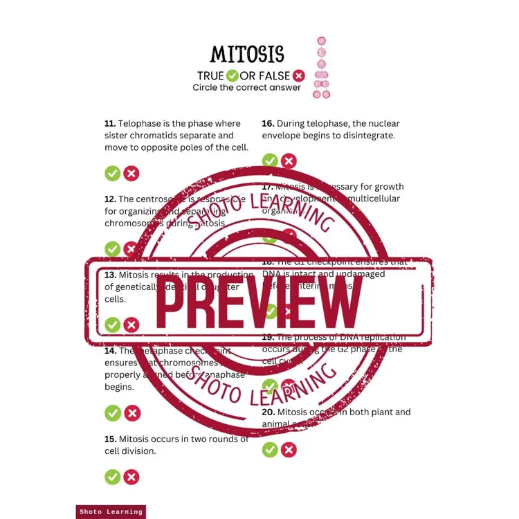Unveiling Mitosis Poster - Educational Cell Division Chart