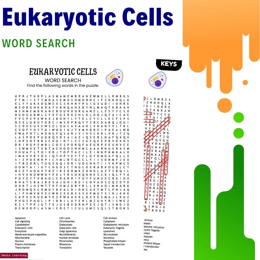 Eukaryotic Cell Matching Worksheet – Organelles & Functions
