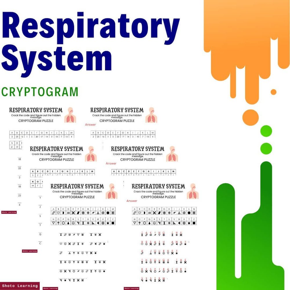 Respiratory System Poster: Learn Anatomy & Function | Free Download