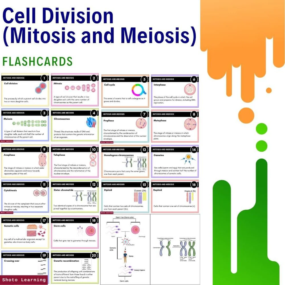 Mitosis vs Meiosis Poster: Visual Guide to Cell Division