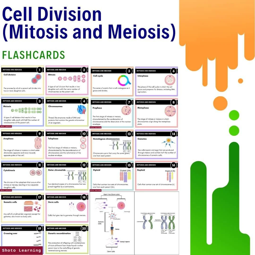 Mitosis vs Meiosis Poster: Visual Guide to Cell Division