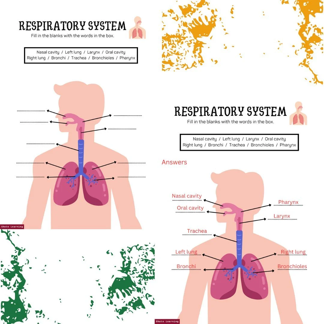 Respiratory System Poster: Learn Anatomy & Function | Free Download