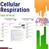 Cellular Respiration ABC Order Worksheets – 21 Key Terms & Answer Key