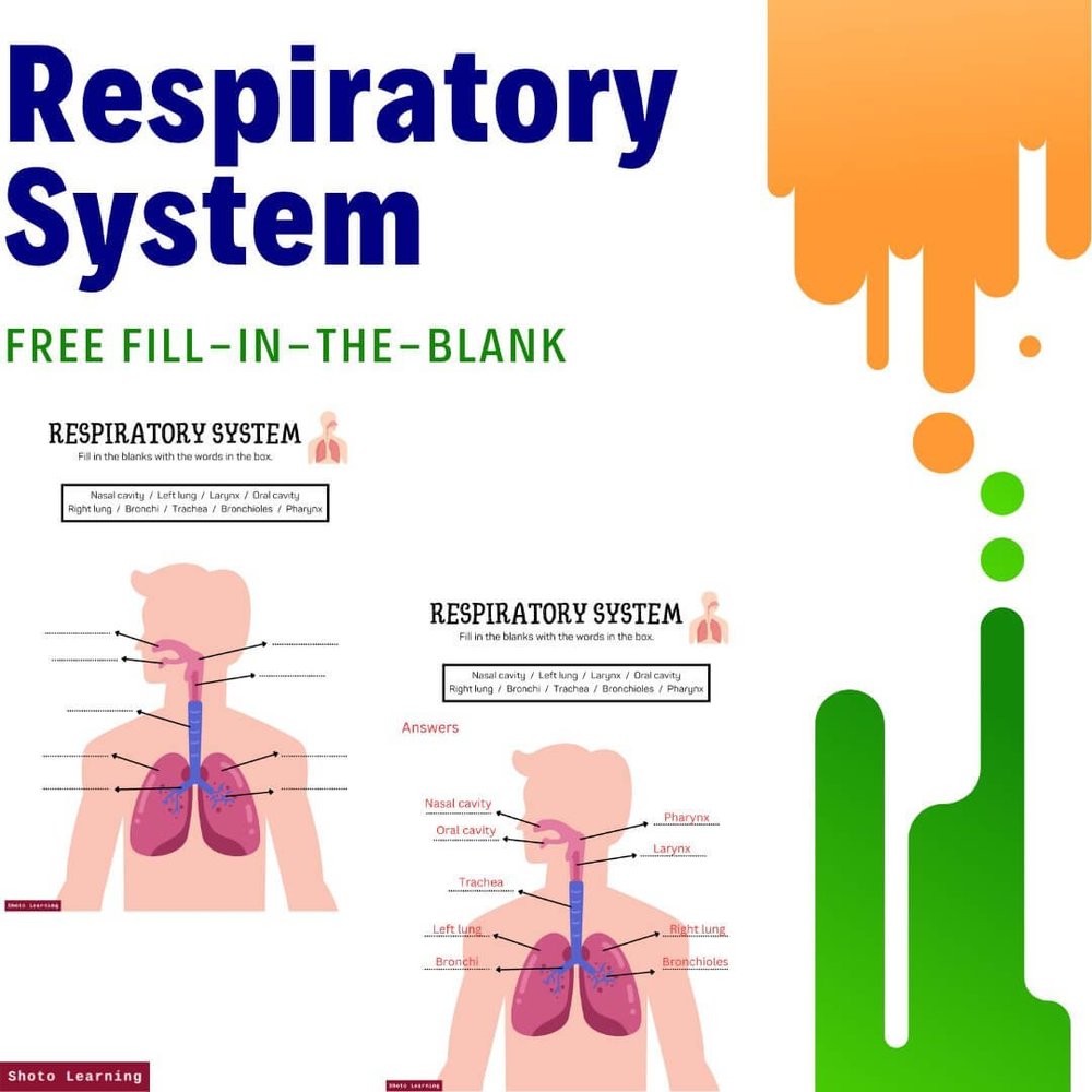 Respiratory System Diagram: Fill in the Blanks and Learn