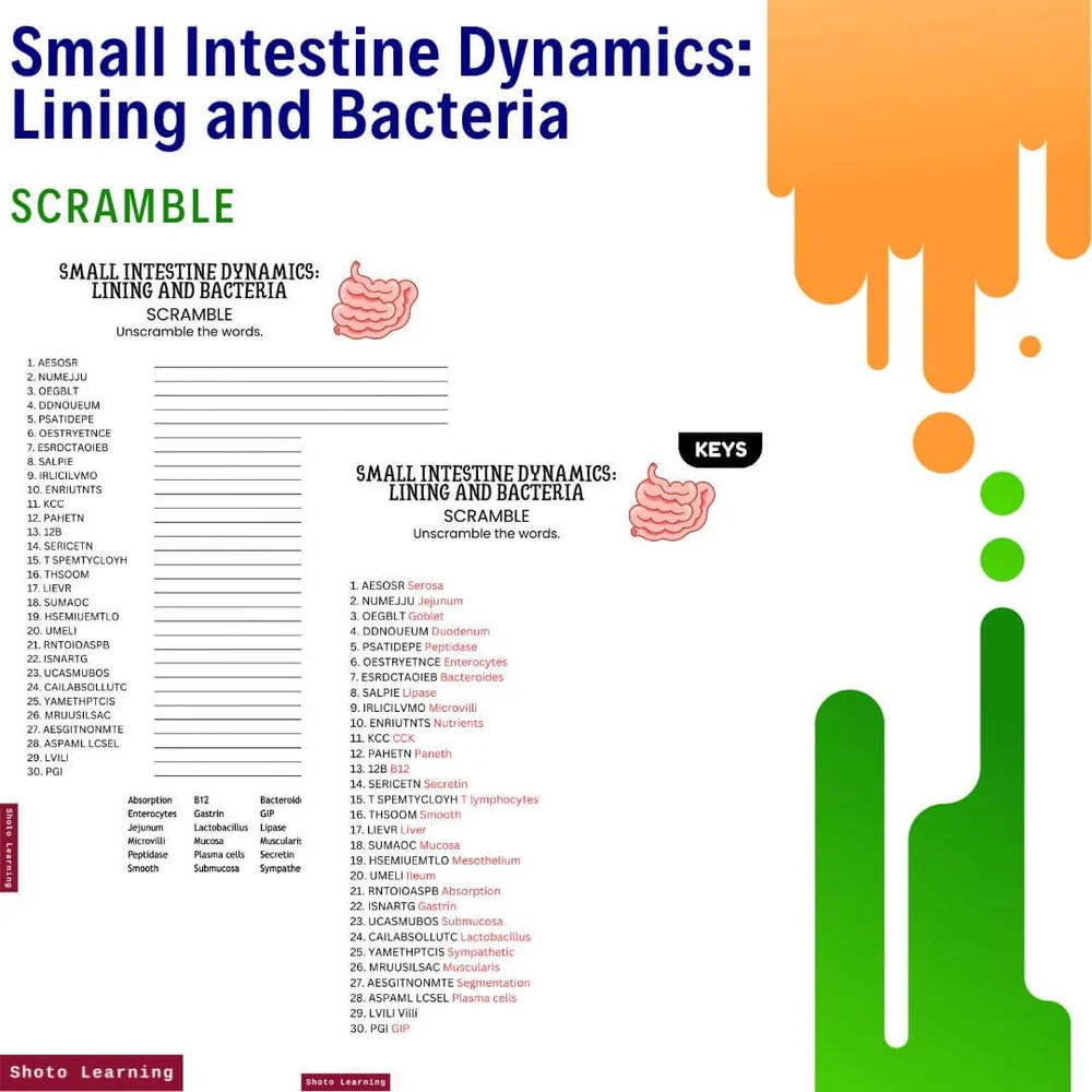 Small Intestine Worksheets: Anatomy & Bacteria Dynamics