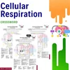 Cellular Respiration Missing Letters Worksheets – 20 Key Terms