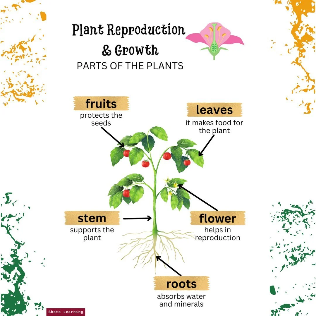 Plant Reproduction Spin Wheels: Fun & Interactive Learning Tool