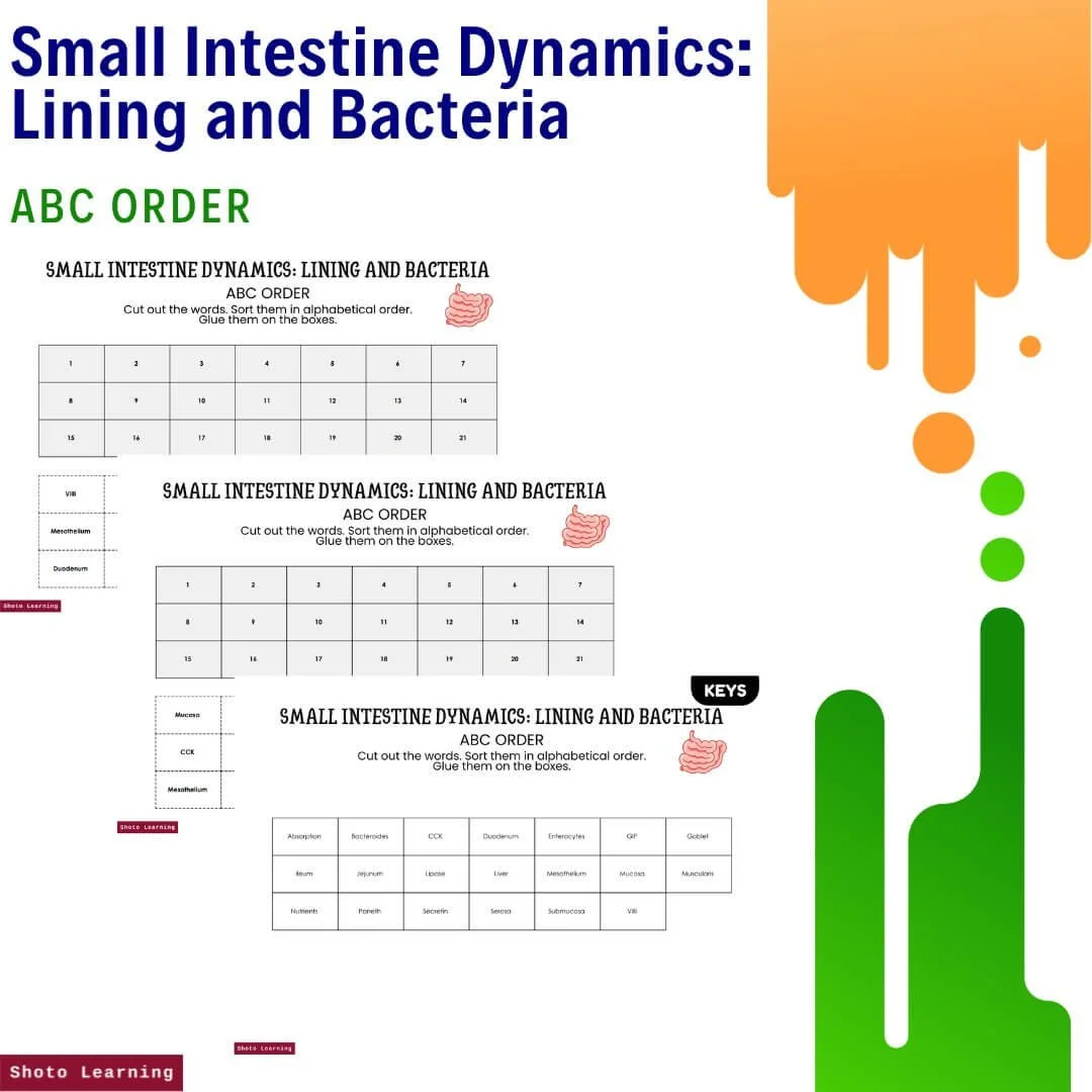 Small Intestine Word Search: Lining & Bacteria Puzzle