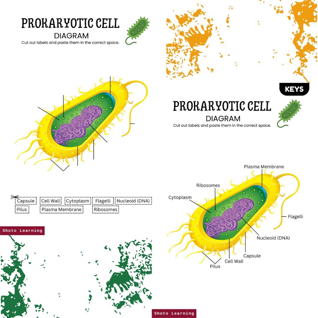 Prokaryotic Cells Mastery Exam: 45-Minute Assessment