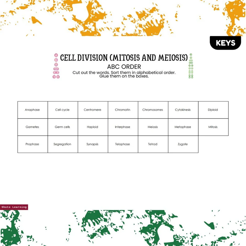 Mitosis vs Meiosis Poster: Visual Guide to Cell Division