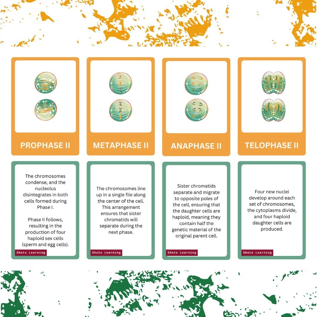 Meiosis Process Poster – Visual Cell Division Guide | PDF Download