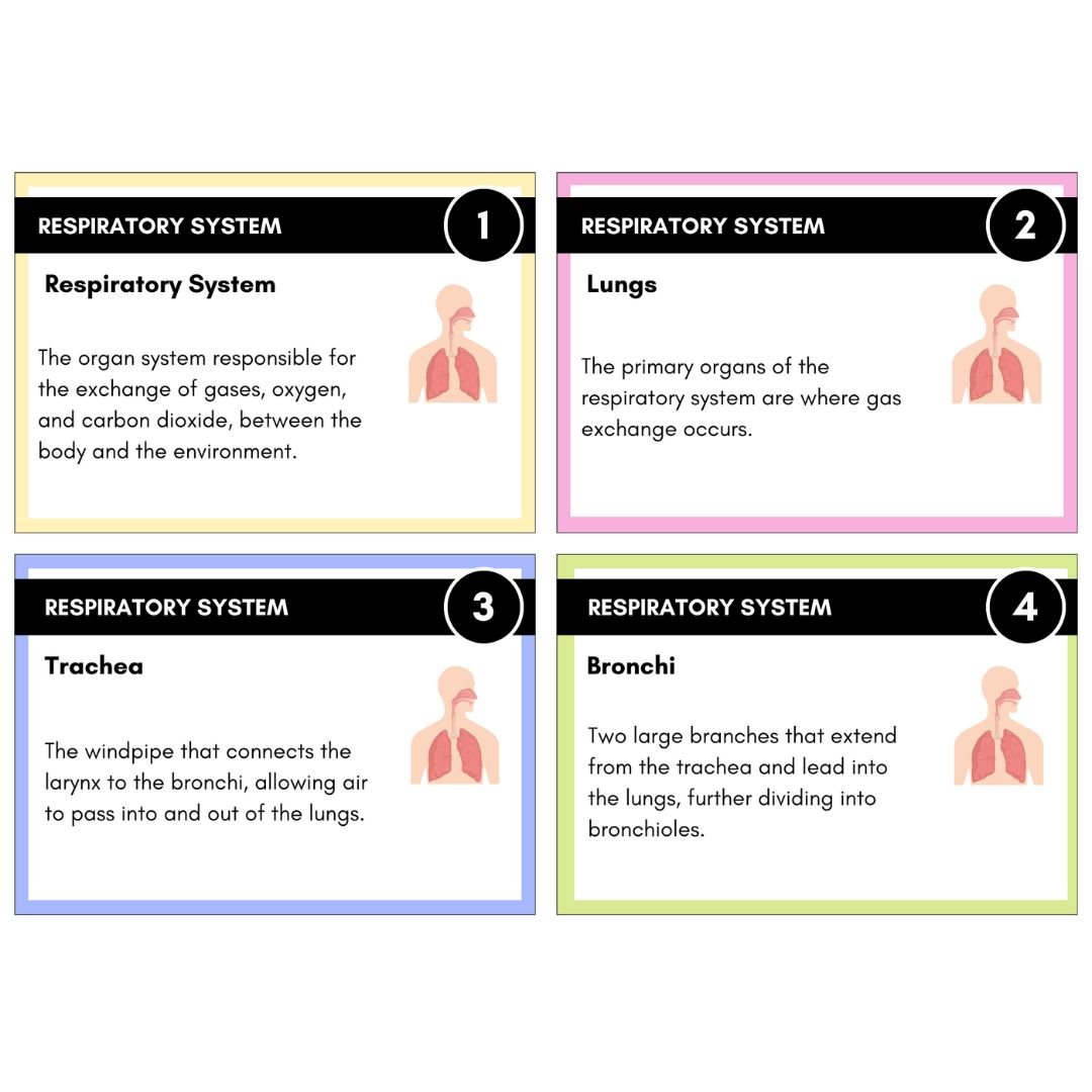 Respiratory System Diagram: Fill in the Blanks and Learn
