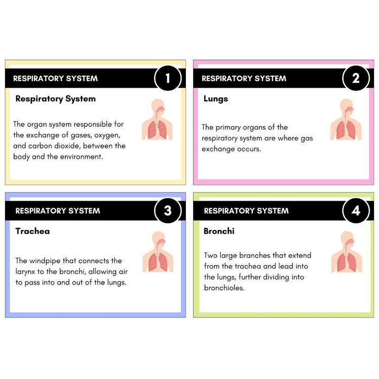 Respiratory System Quiz: Test Your Lung Knowledge