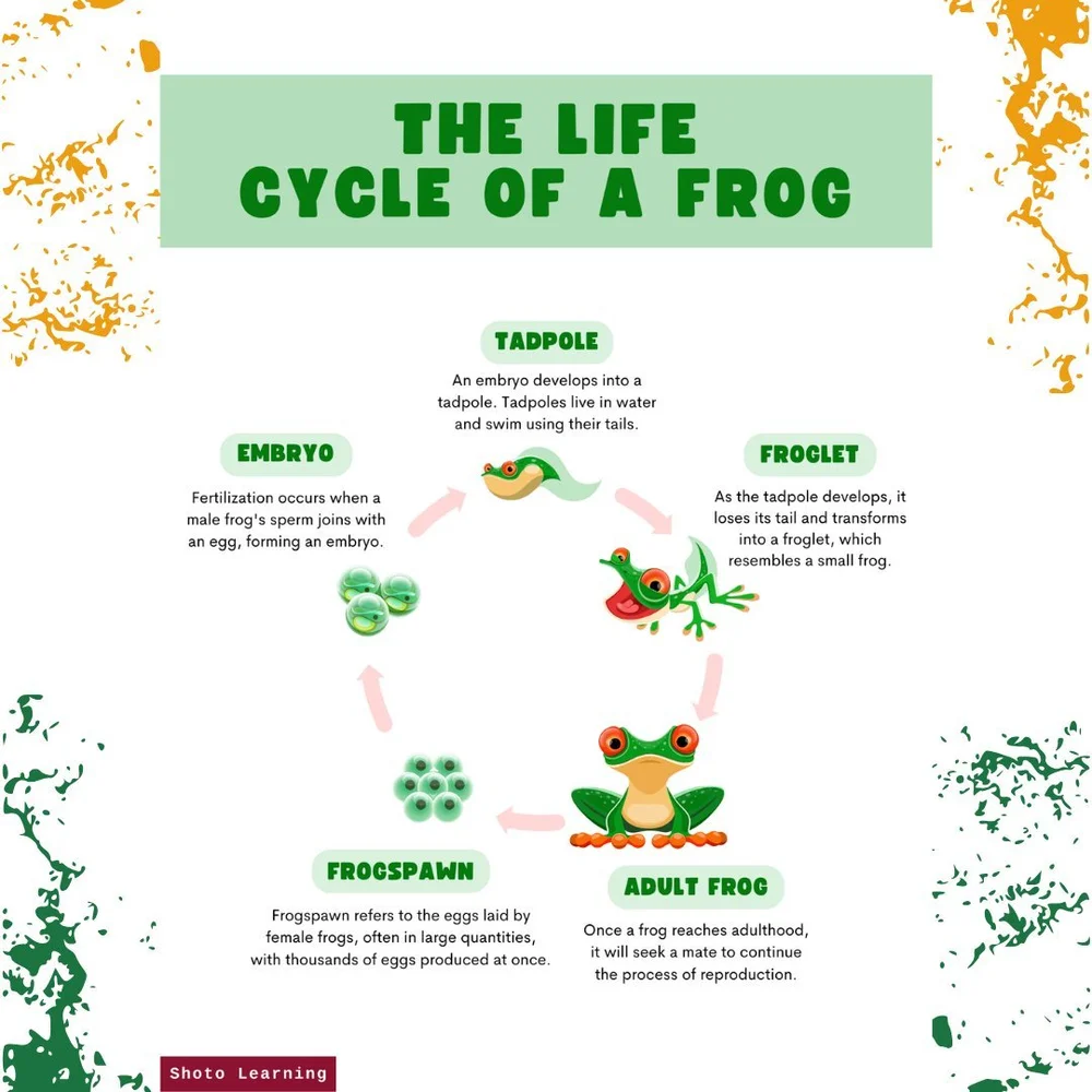 Frog Life Cycle Reading Worksheet with Questions & Answers