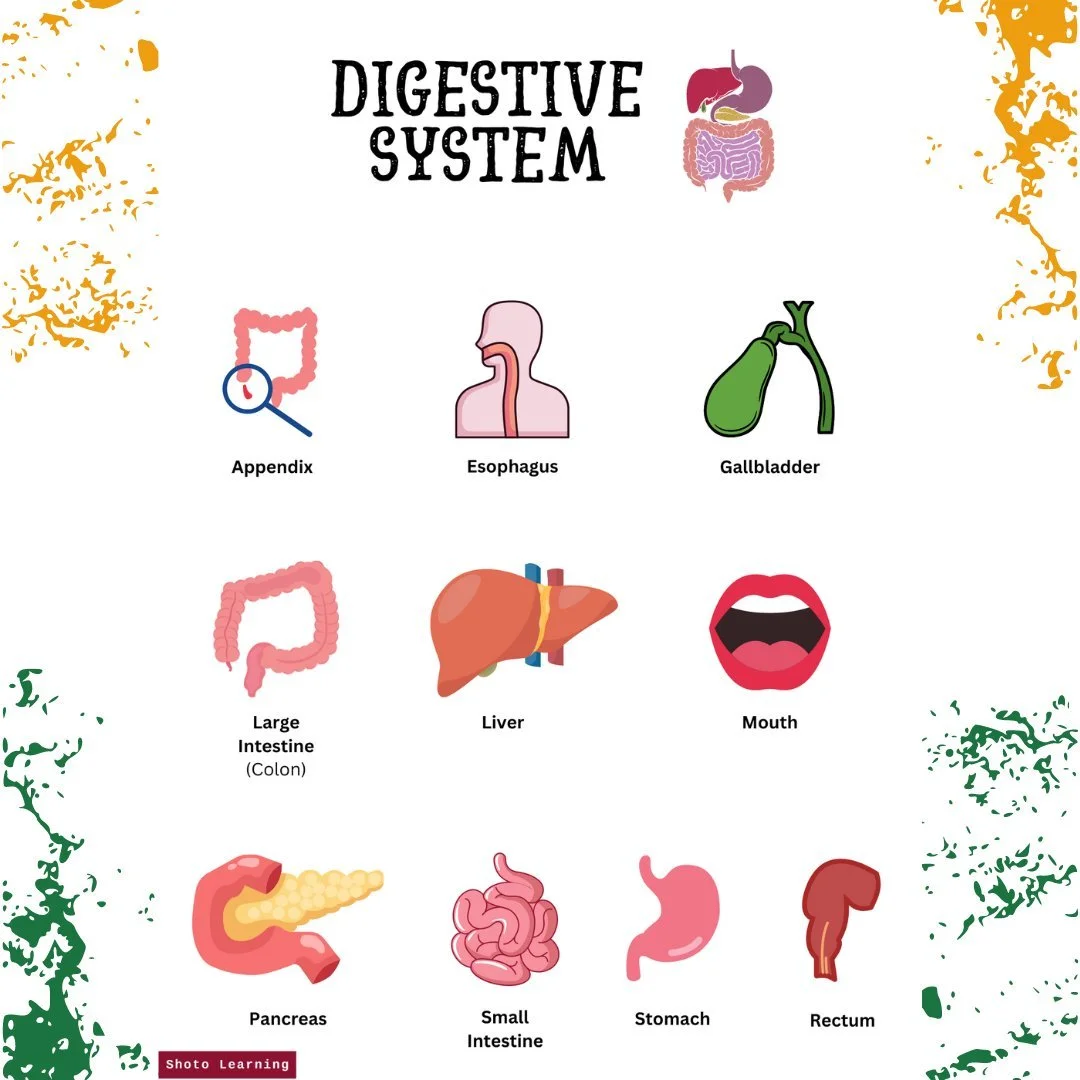 Digestive System Worksheet Bundle for Students & Teachers