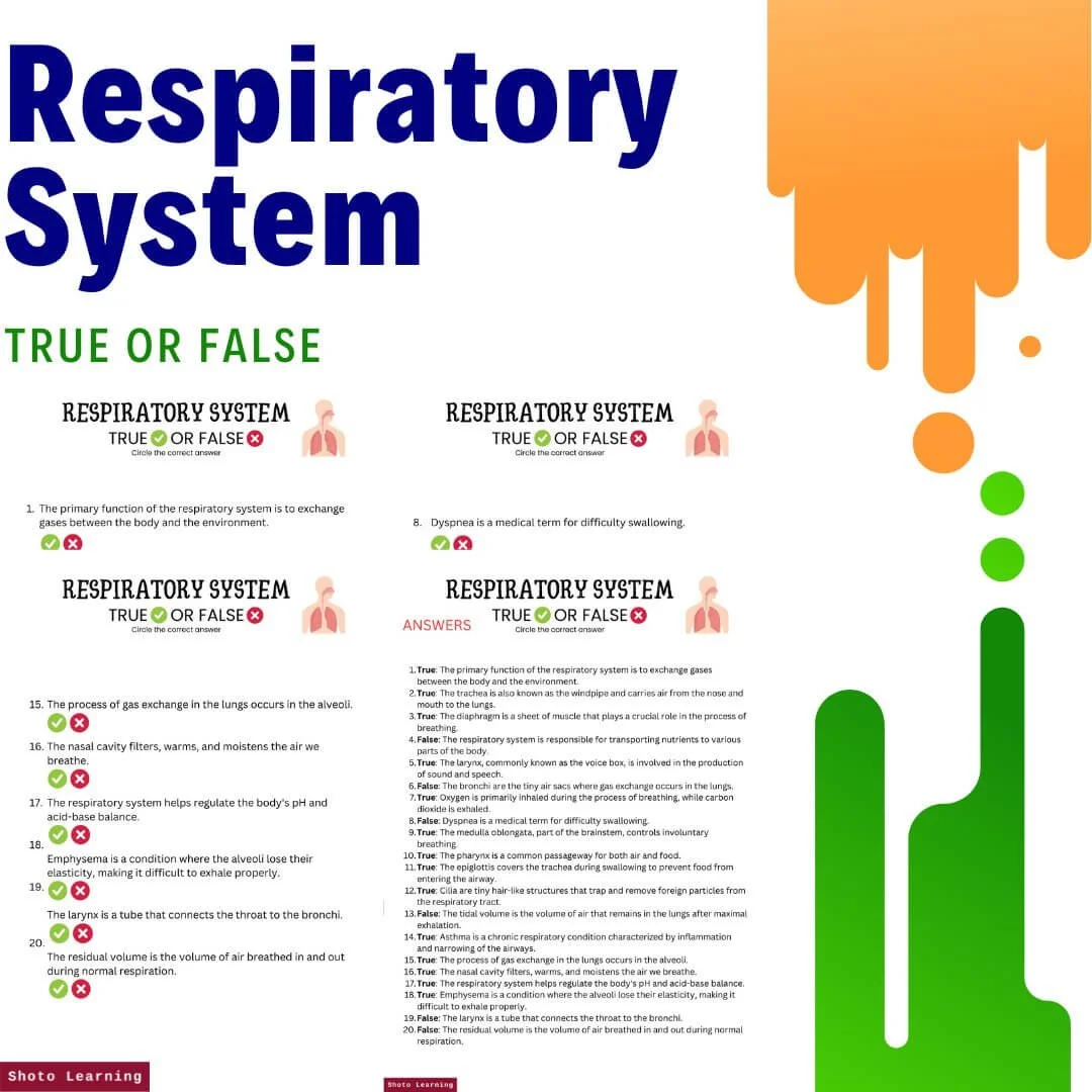 Respiratory System Poster: Learn Anatomy & Function | Free Download