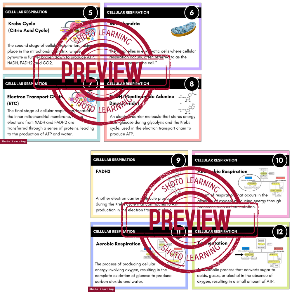 Cellular Respiration Label Worksheet | Word Box & Answer Key
