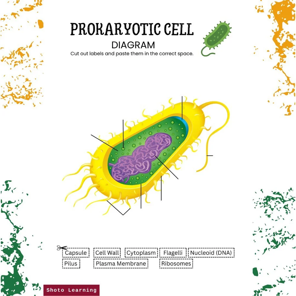 Prokaryotic Cells Mastery Exam: 45-Minute Assessment