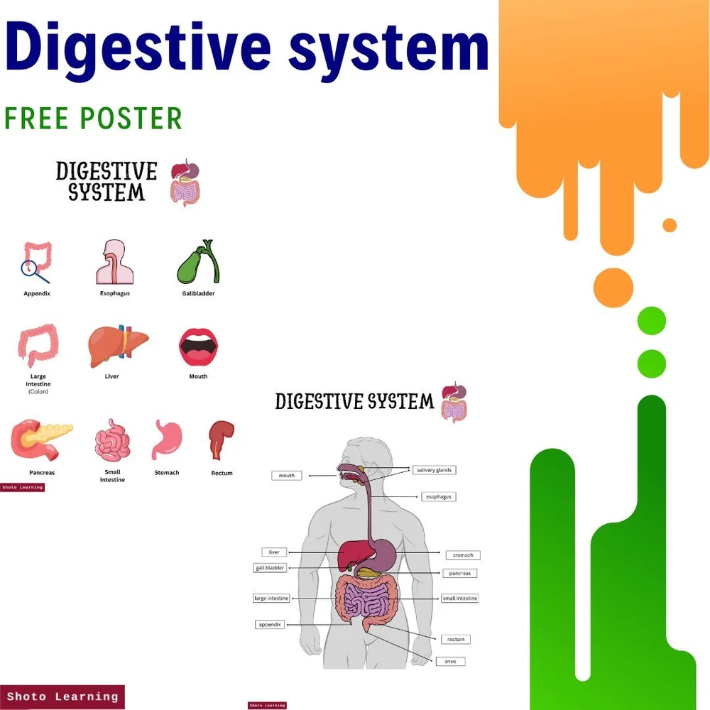 Digestive System Science Activity Bundle: Word Games & Puzzles