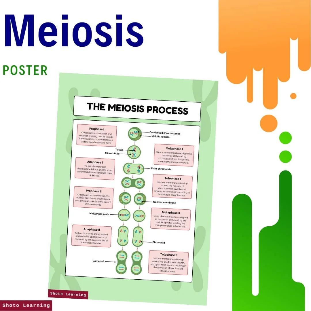 Meiosis Missing Letters Activity - 20 Key Terms Worksheets