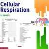 Cellular Respiration Assignment Pack – 10 Essential Questions