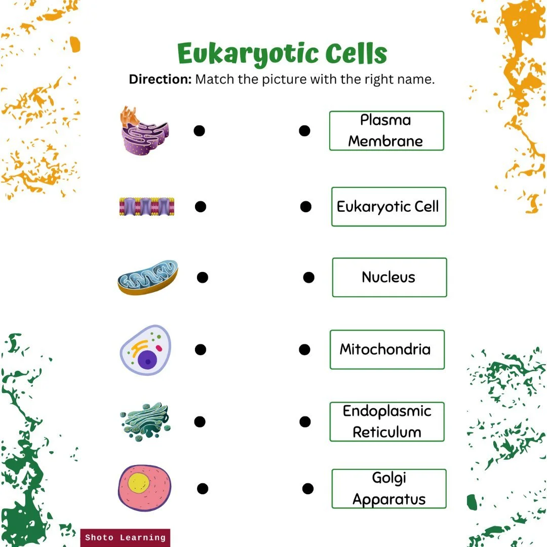 Eukaryotic Cell Matching Worksheet – Organelles & Functions