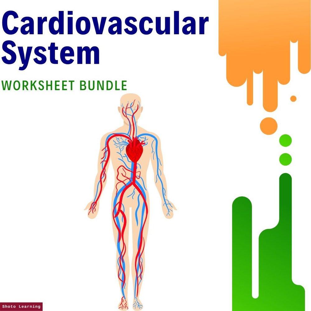 Cardiovascular System Word Find - Fun Science Activity