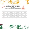 Respiratory System Diagram: Fill in the Blanks and Learn
