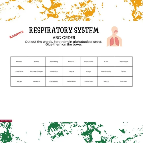 Respiratory System Diagram: Fill in the Blanks and Learn
