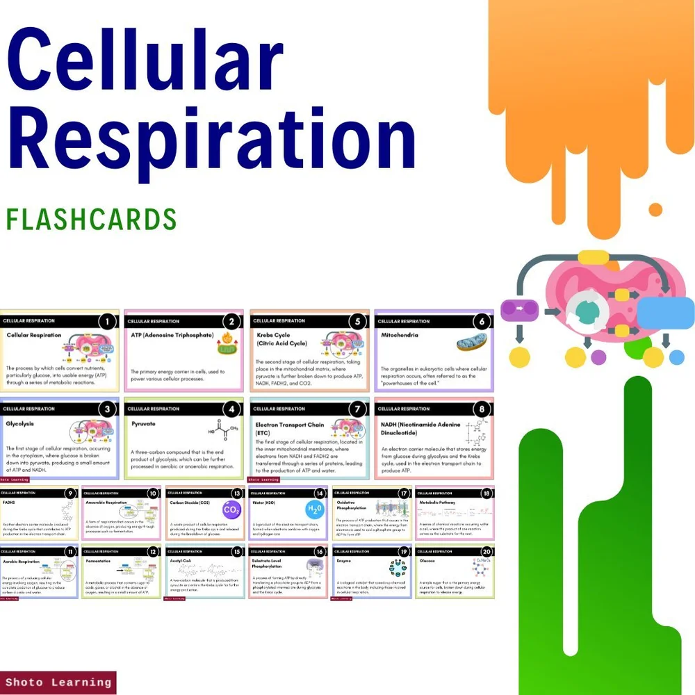 Cellular Respiration Worksheet High School Biology 1614046