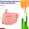 Small Intestine Word Search: Lining & Bacteria Puzzle
