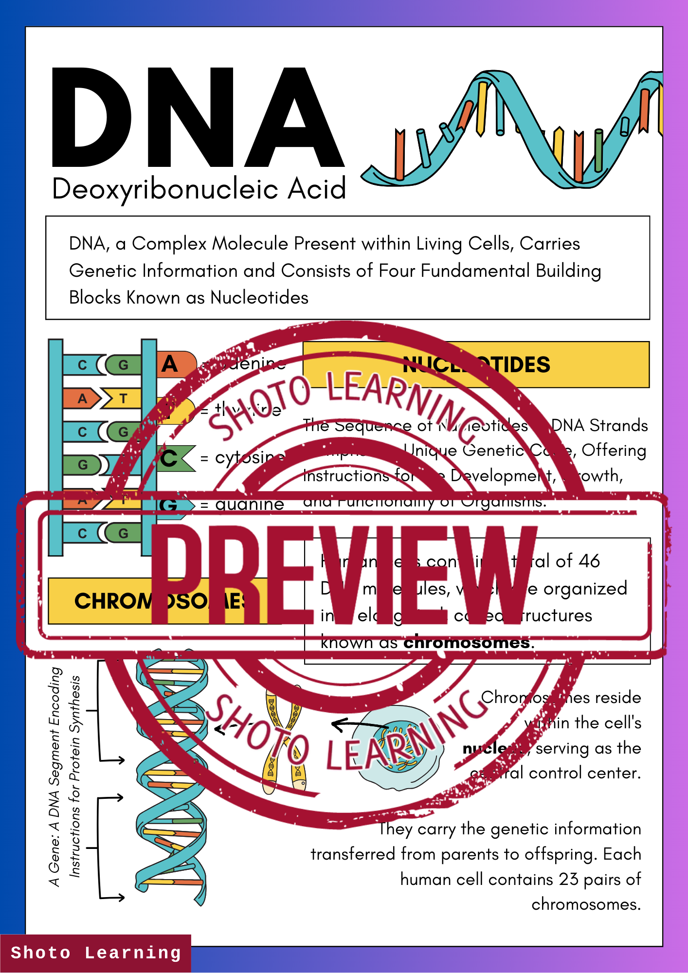 Journey Through the Small Intestine: Exploring the Valli and Lining ...