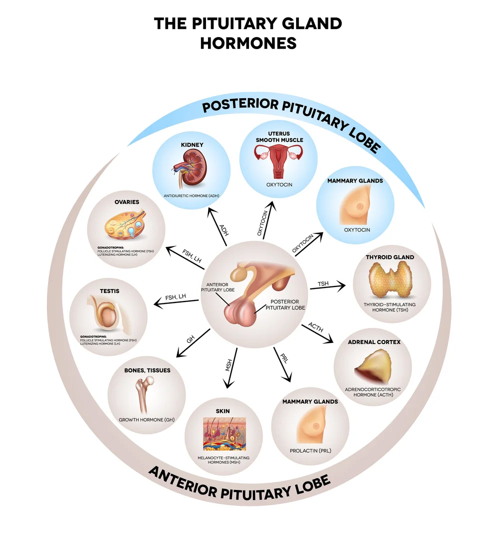 Tests you will need to diagnose postpartum hypopituitarism / Sheehan's ...
