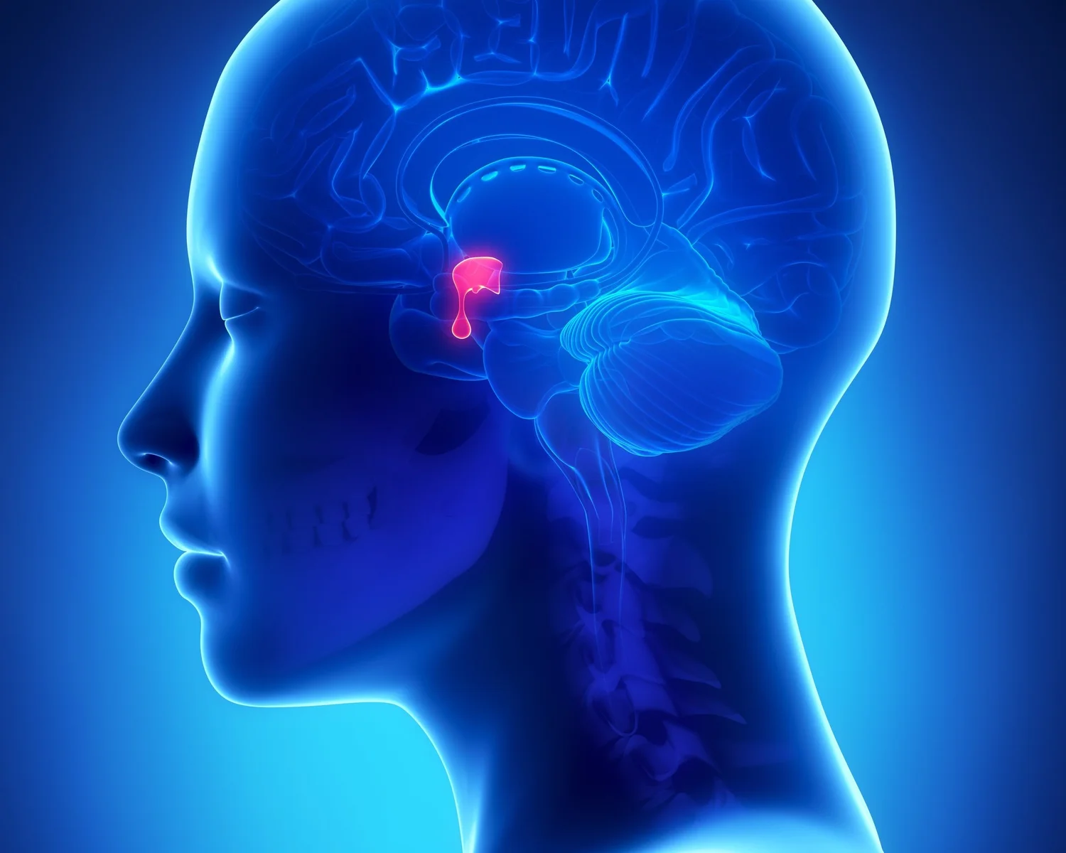 What is the pituitary gland? — Maternal Pituitary Support - Sheehan's ...