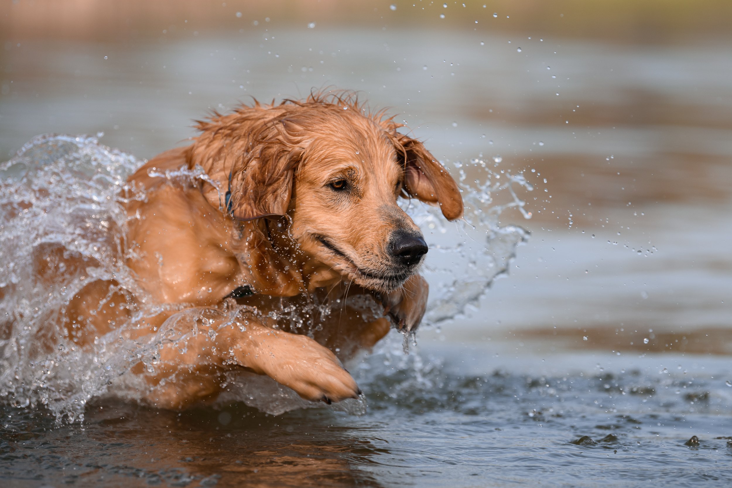 Stephanie Lynne Photography | Wisconsin Pet Photographer