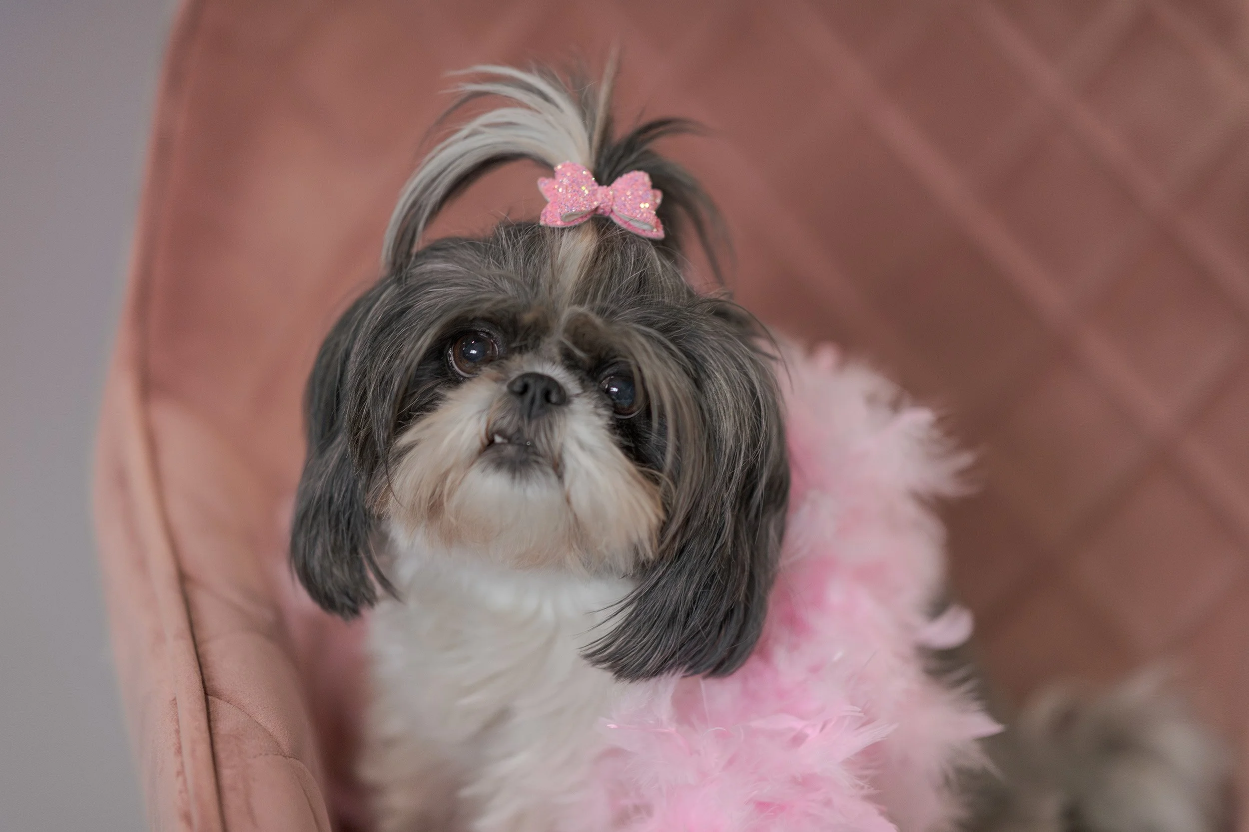 Top 10 Studio Props for Authentic and Joyful Dog Photography ...