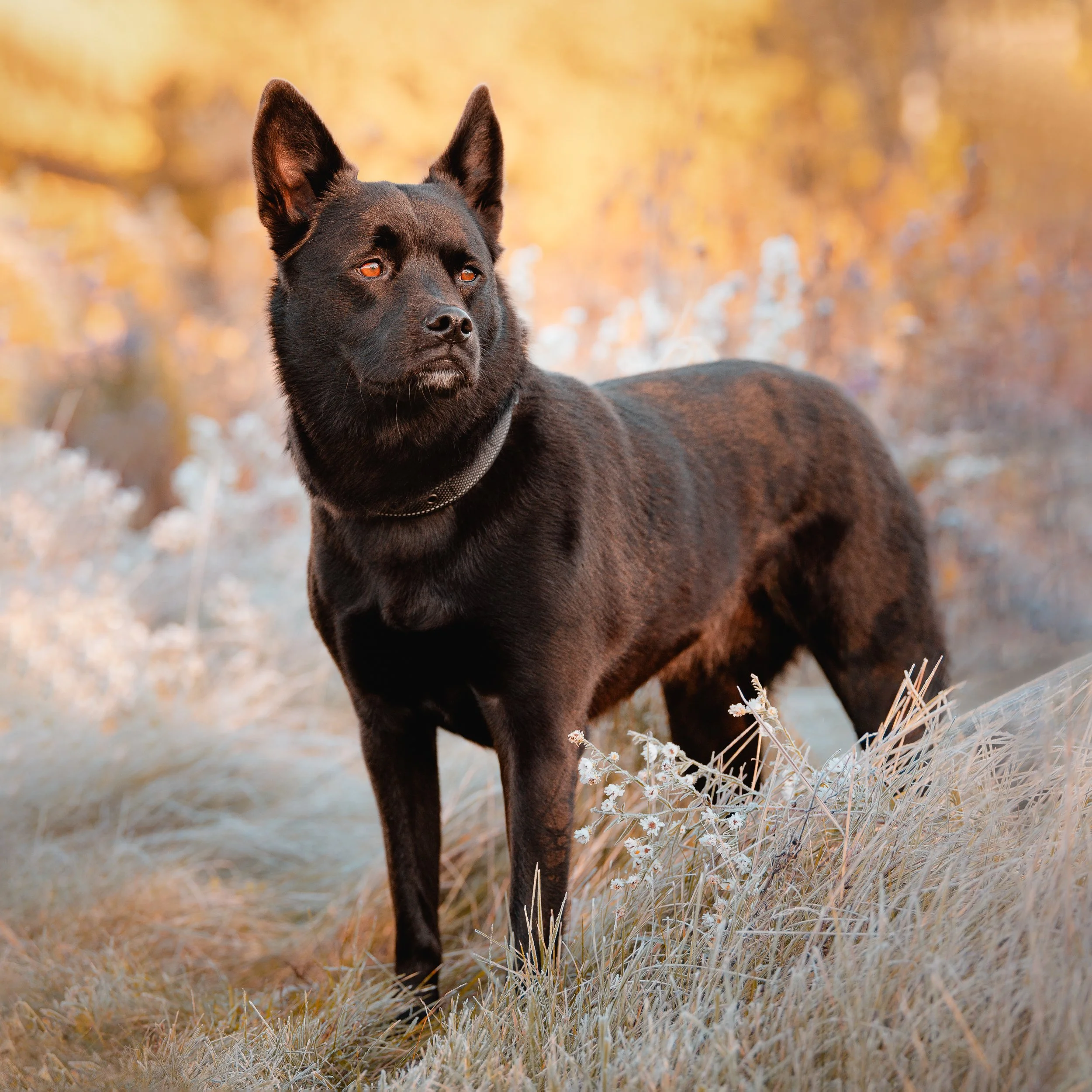 Stephanie Lynne Photography | Wisconsin Pet Photographer