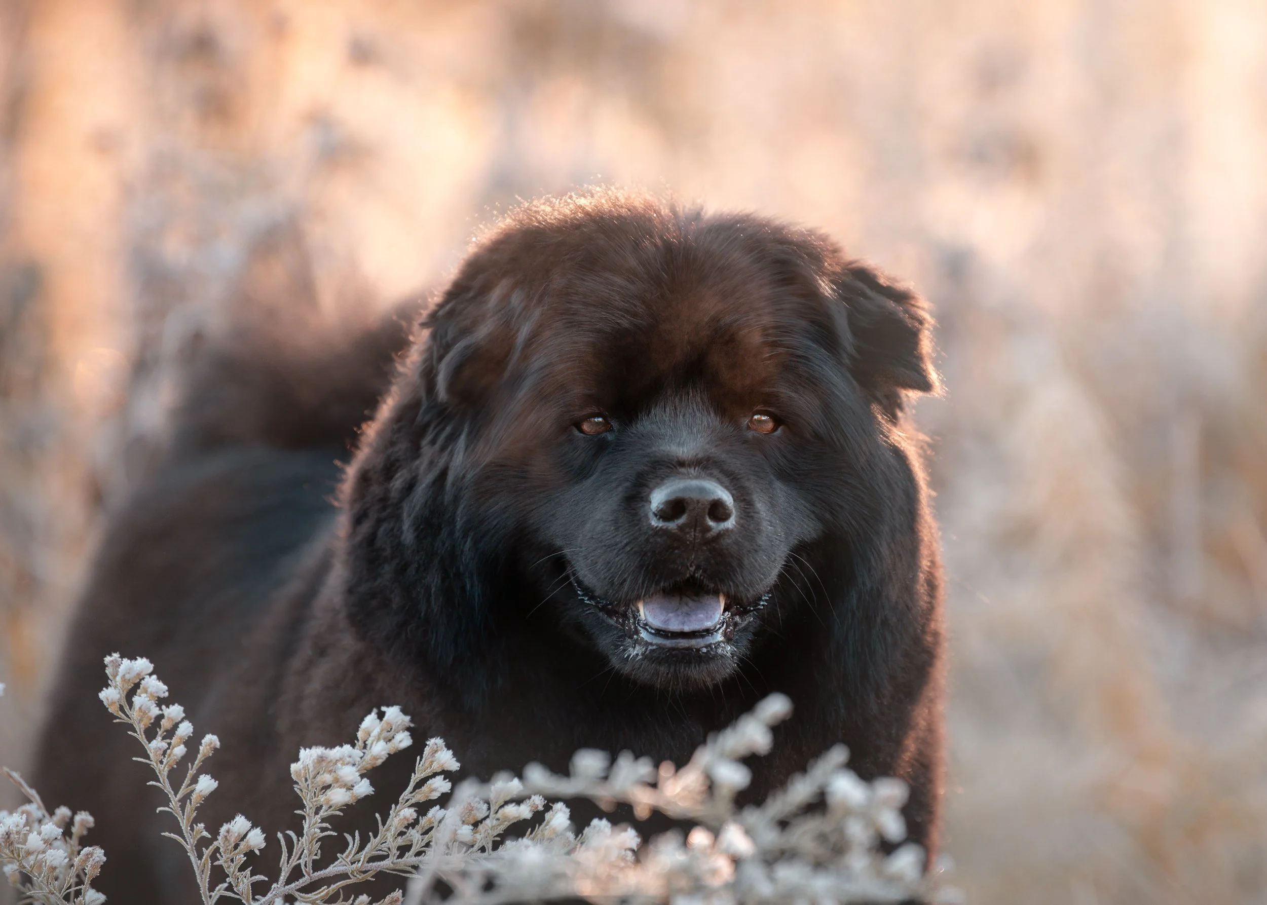 Stephanie Lynne Photography | Waukesha, Wisconsin Pet Photographer