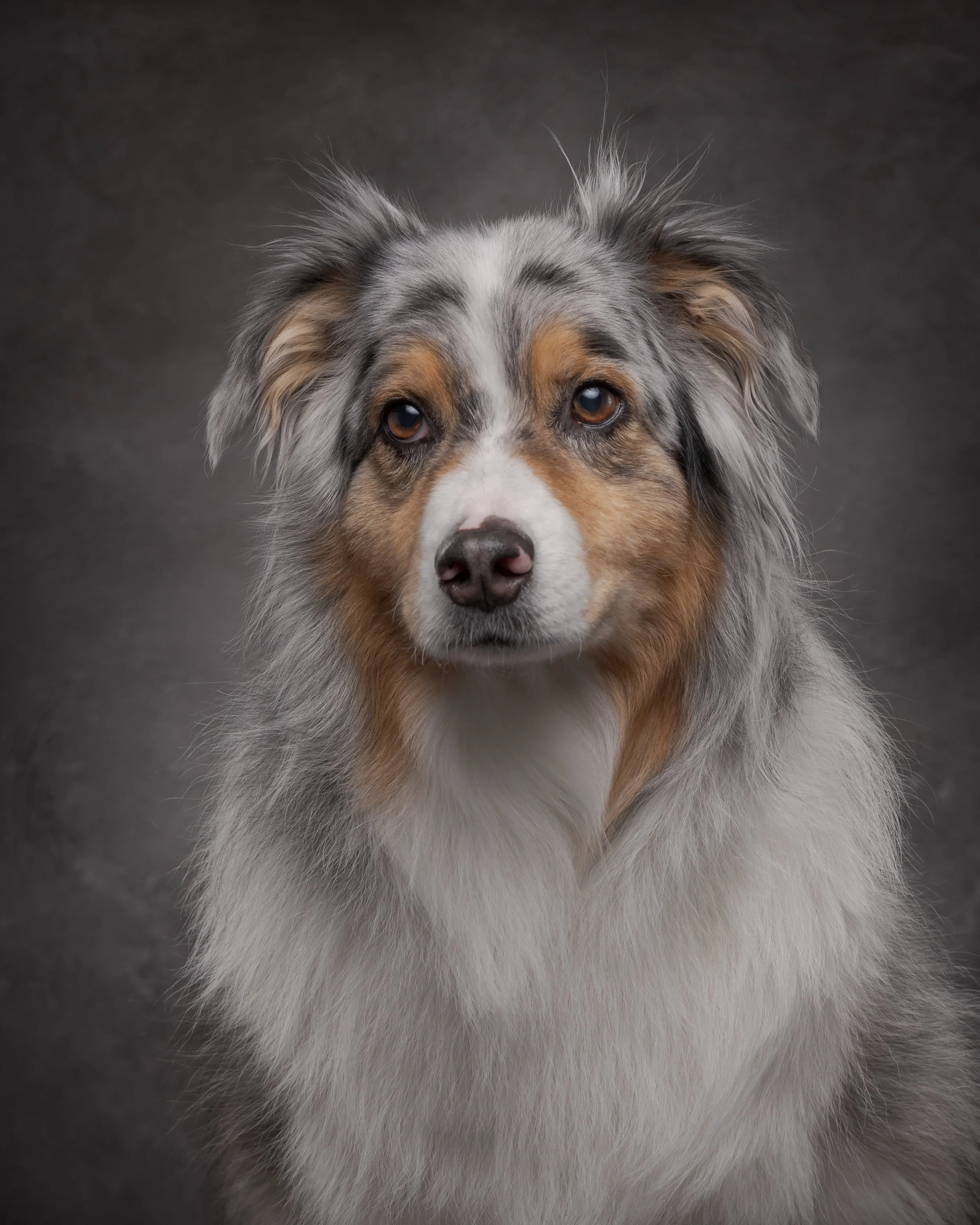 Top 10 Studio Props for Authentic and Joyful Dog Photography ...