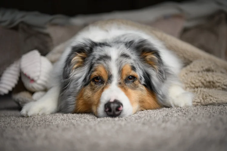 Top 10 Studio Props for Authentic and Joyful Dog Photography ...