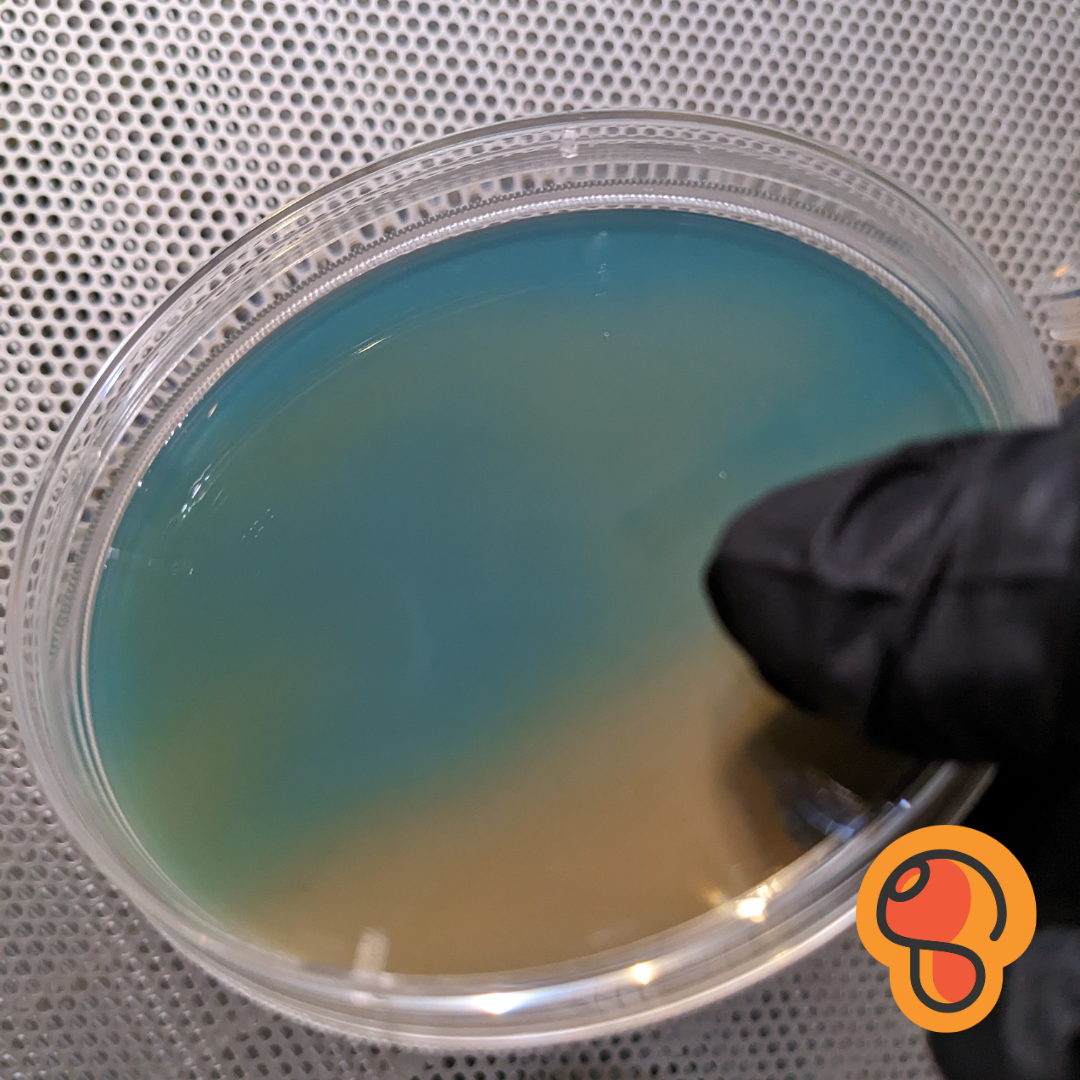 Malt Extract Agar x20 — Mush Cult Supply