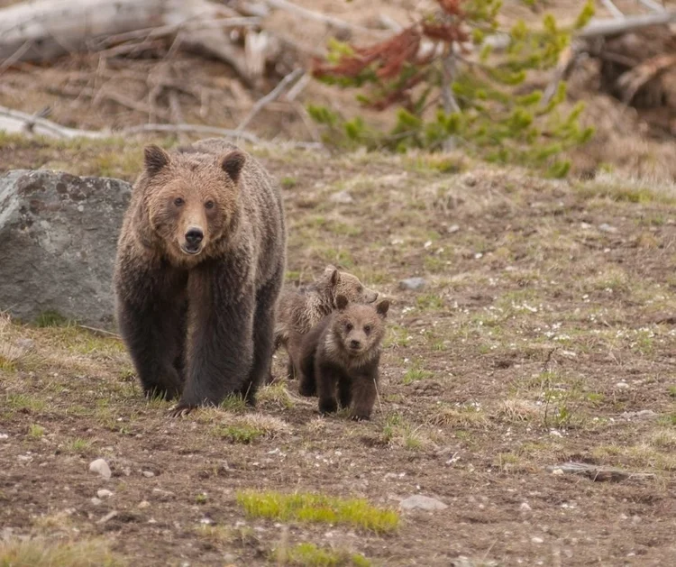 Meeteetse Visitor Center