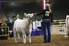 Cattle Show Supplies — Champions Livestock Show Supply