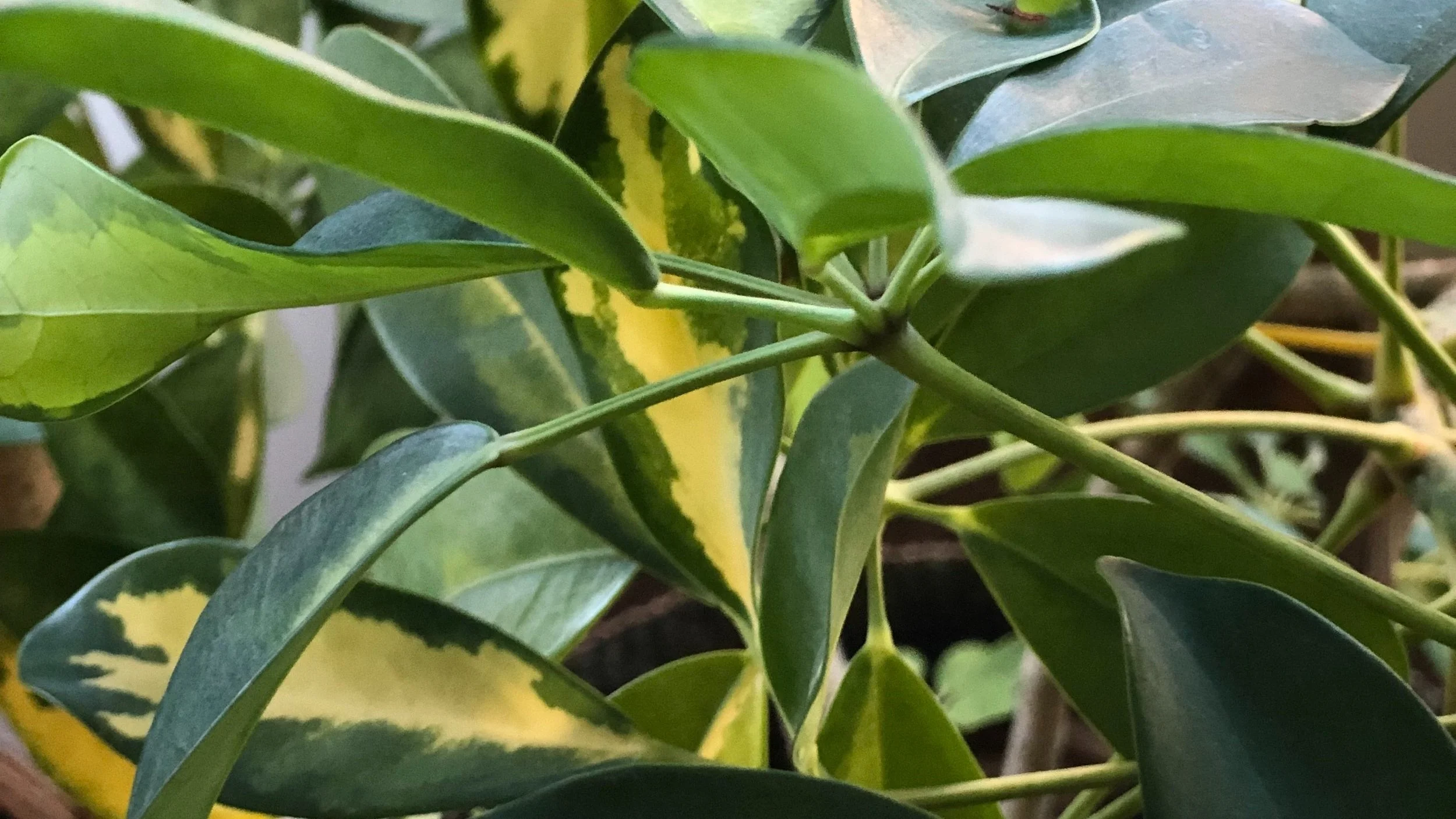 Autumn Indoor & Outdoor Plant Care Basics — Reclamation Way