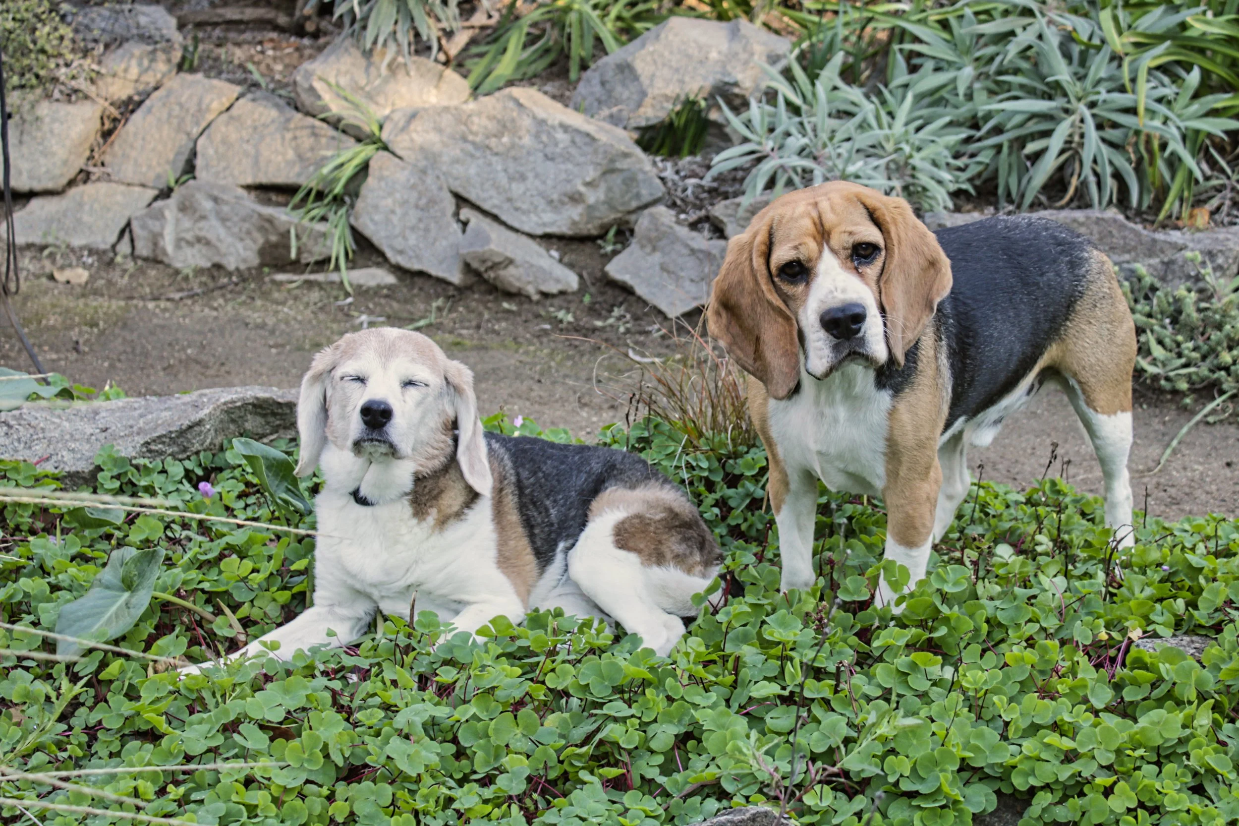 In-Home Dog Training, California - Value Dog Training