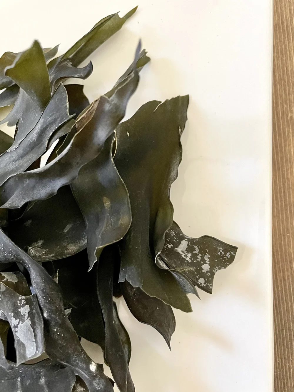 Kombu Seaweed